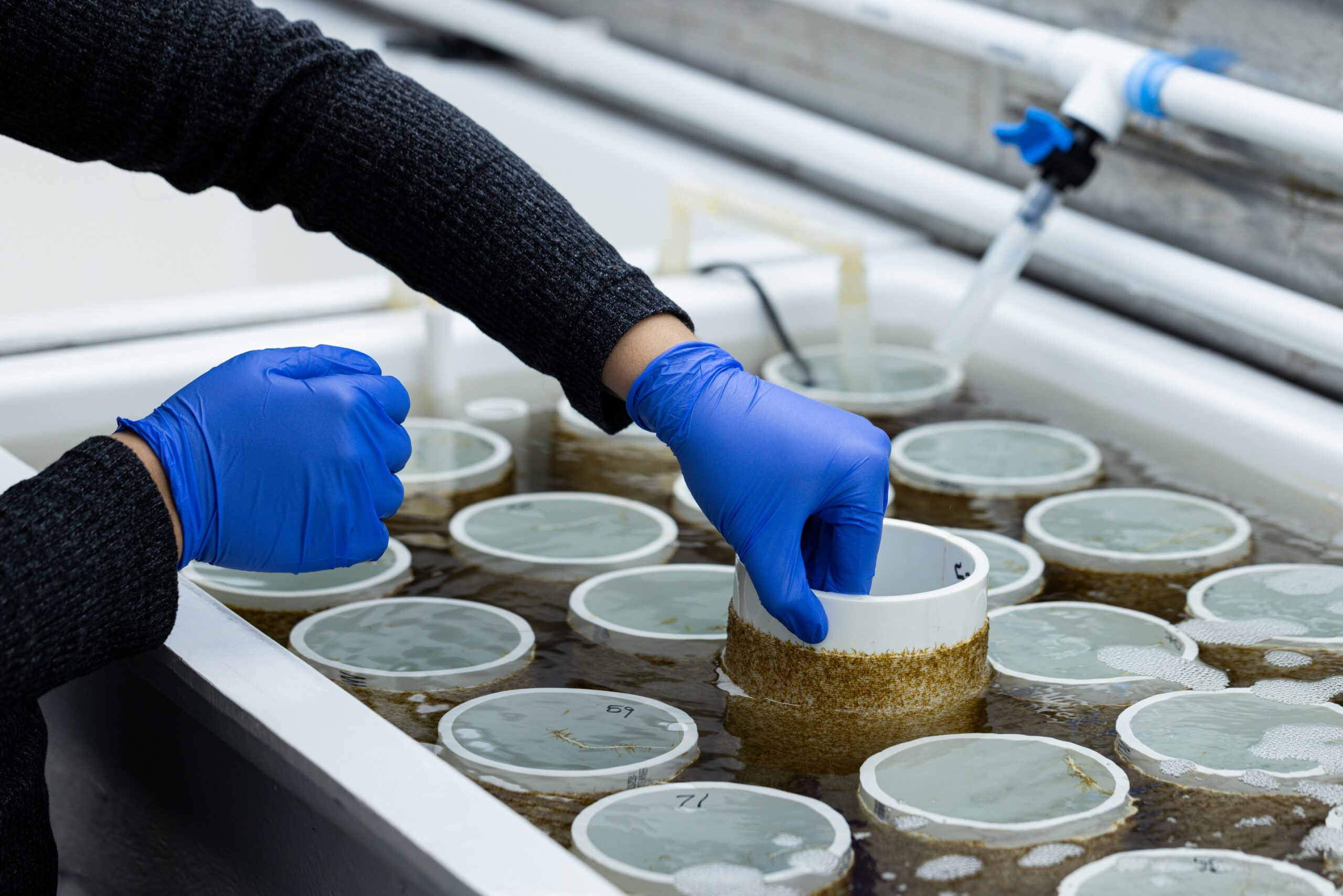 Seed Production Pathways to Scale | Getting Started: Hatchery Courses ...