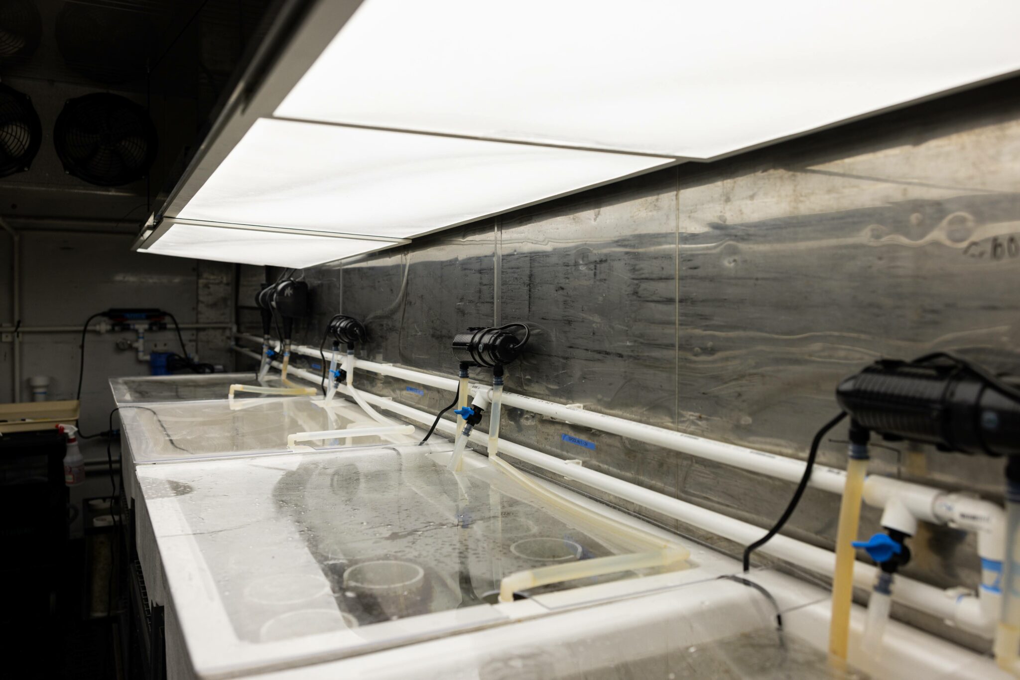 Seed Production Pathways to Scale: Lighting | Getting Started: Hatchery ...