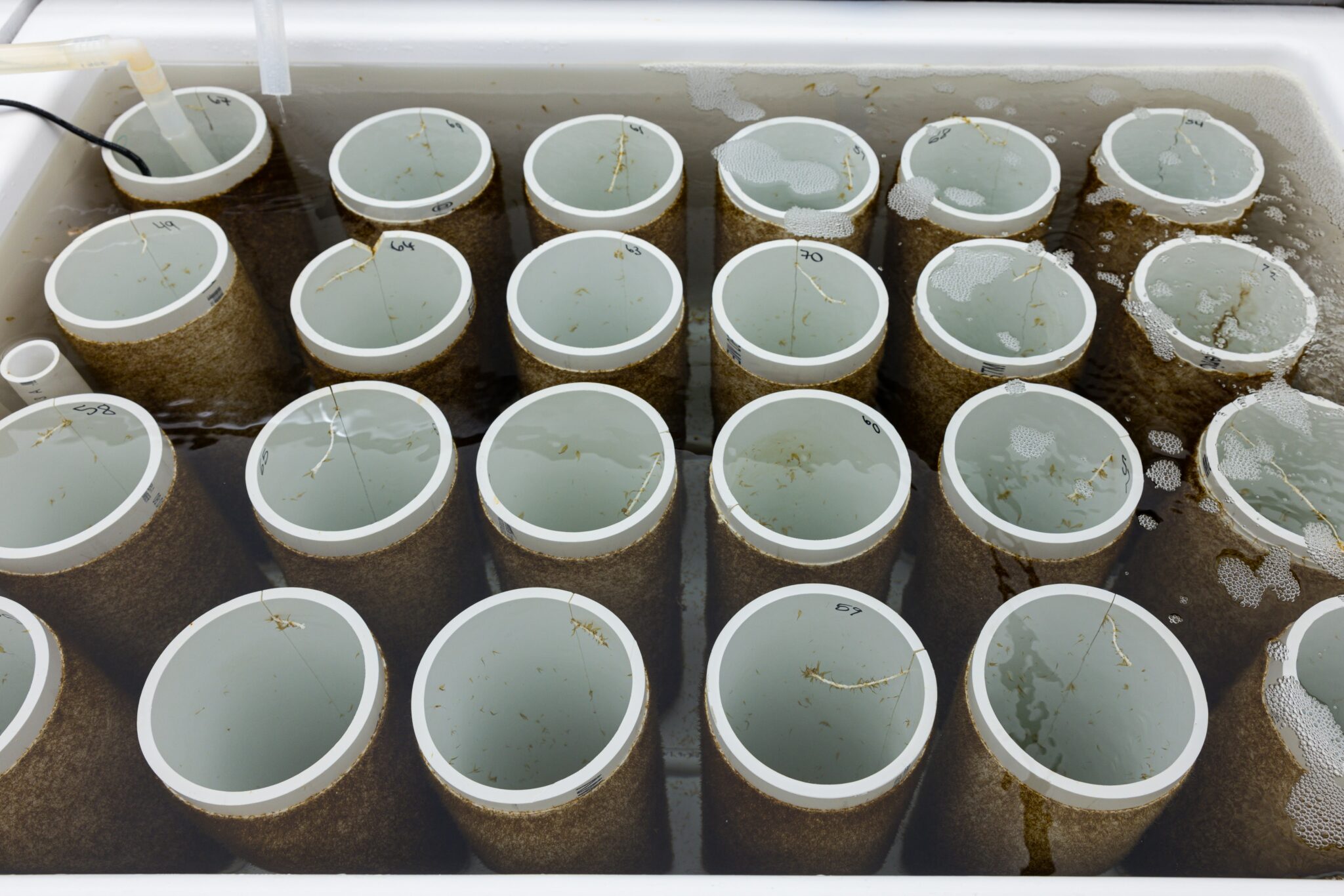 Seed Production Pathways to Scale: Grow Tanks | Getting Started ...