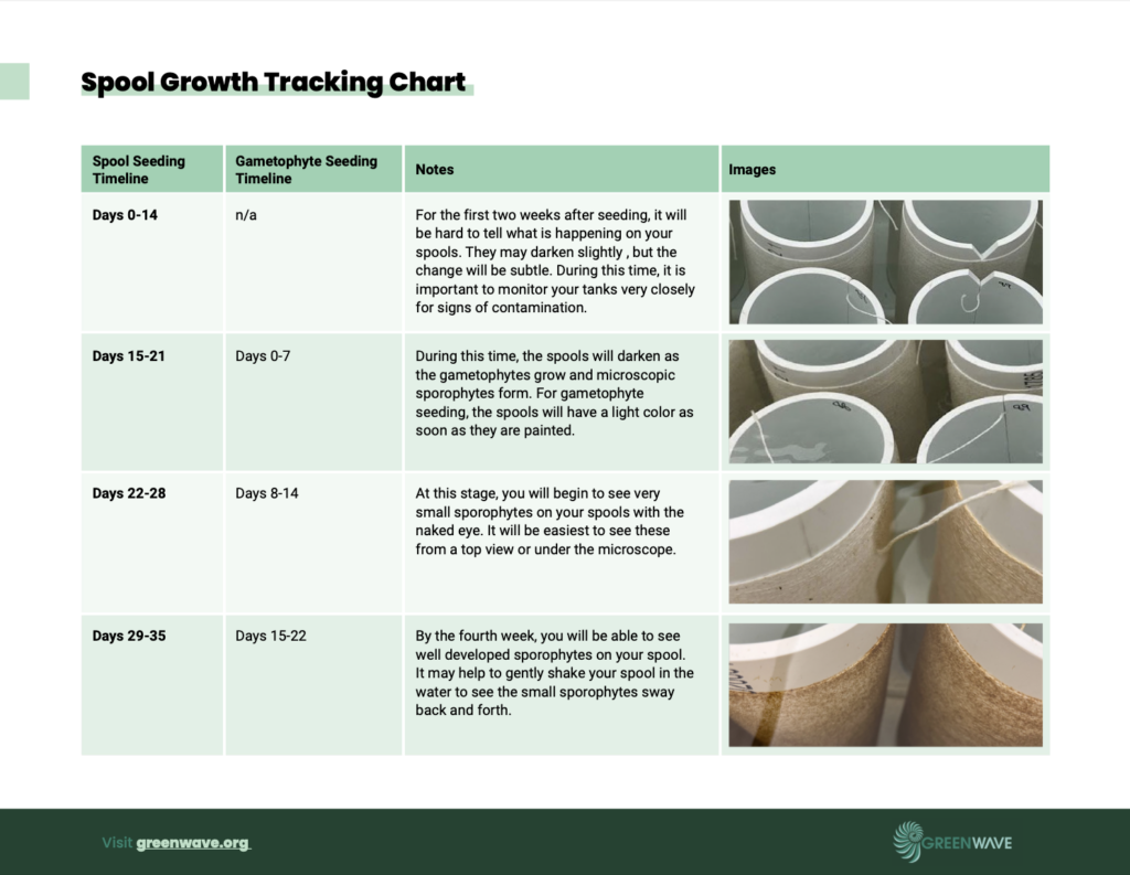 Kelp Spool Growth Guide: Week-by-Week Visual Timeline | Ocean Farming Hub
