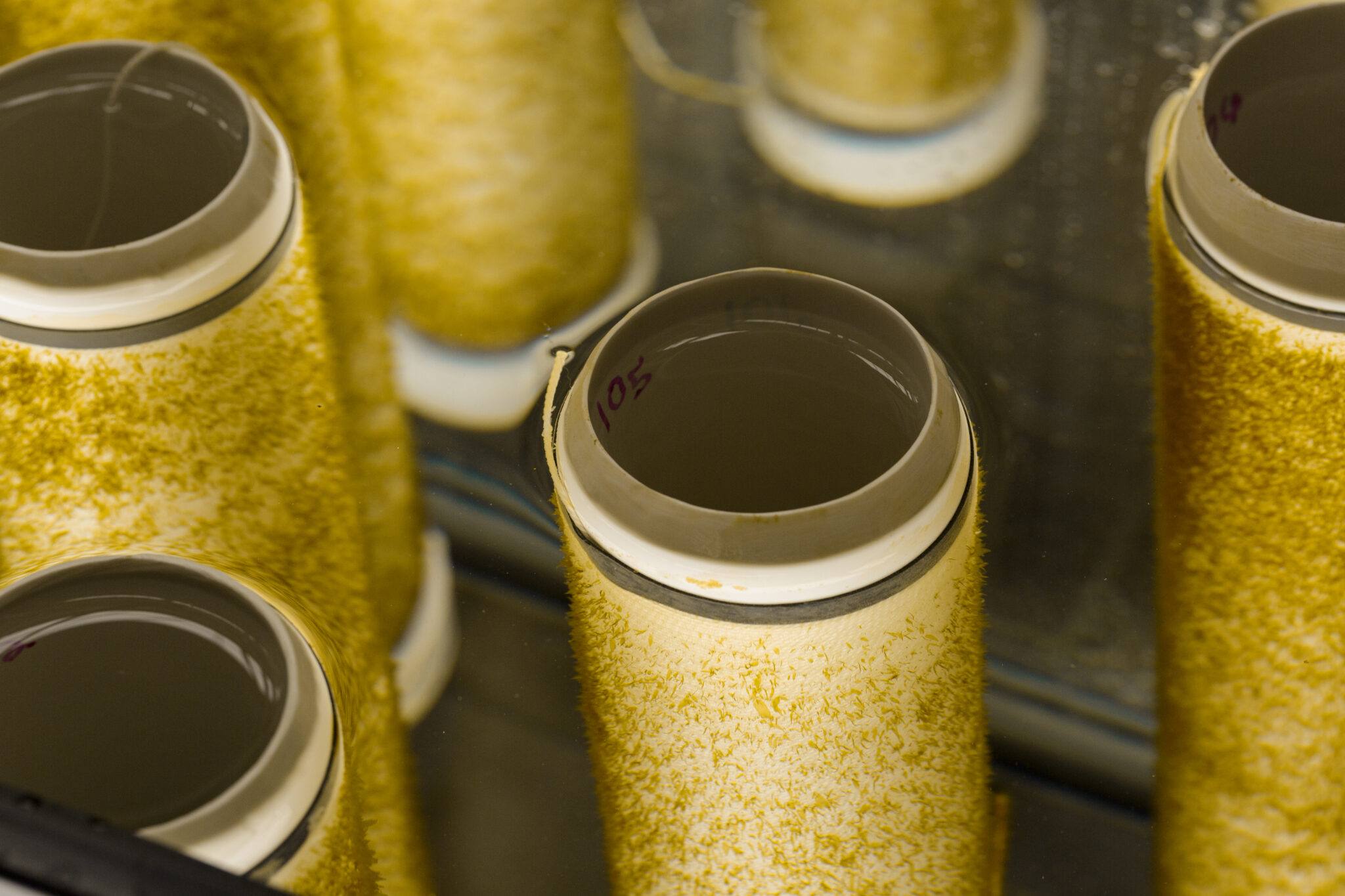 Kelp Farming 101: Hatchery Process | Getting Started: Assess Courses ...